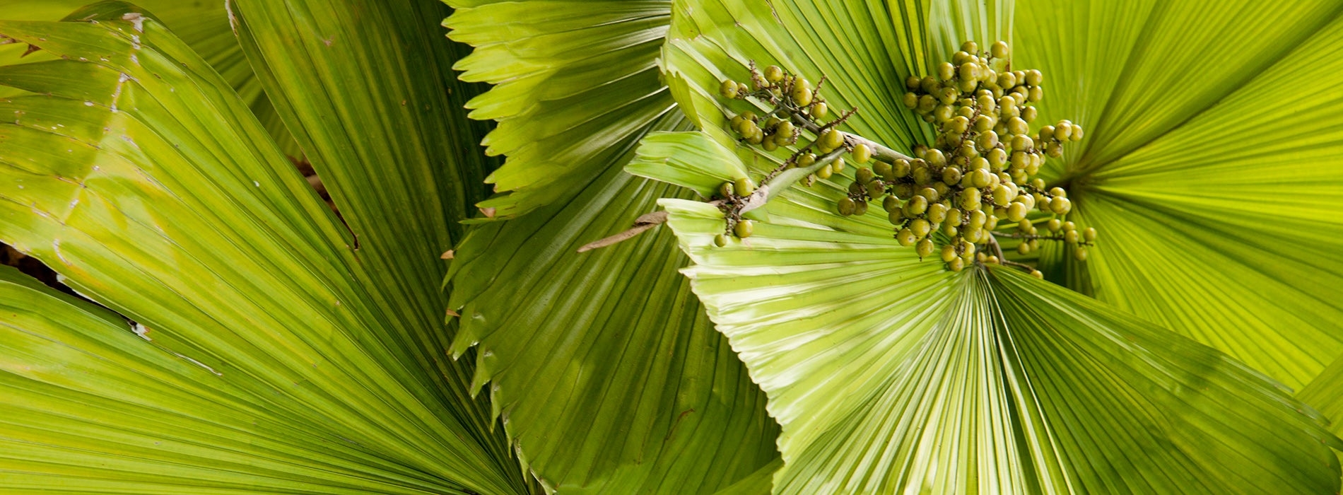 Asia-Pacific Centre for Environmental Law – Just another NUS Law ...